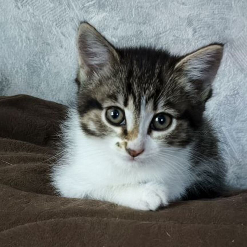 Шотландский прямоухий длинношёрстный котёнок