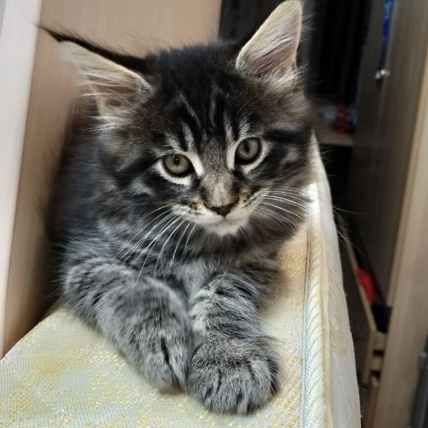 Мейн-кун котёнок