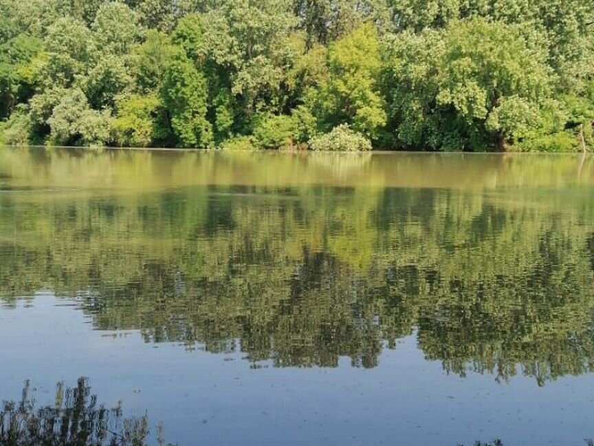 Цысарки