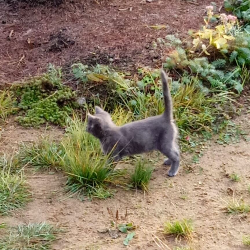 Очаровательная кошечка ищет дом