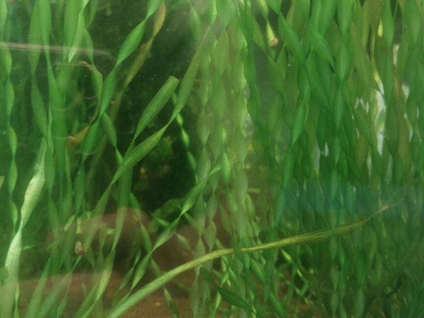 Валиснерия спиральная