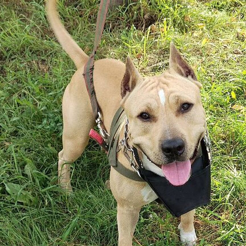 Американский стаффордширский терьер, взрослая собака