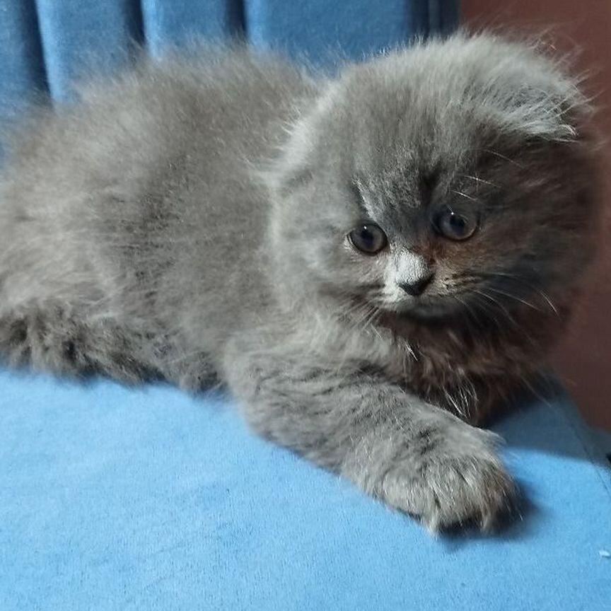 Шотландский вислоухий длинношёрстный котёнок