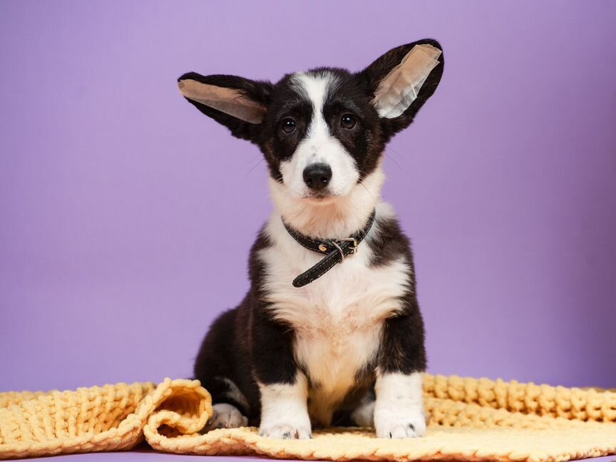 Вельш-корги кардиган мальчик