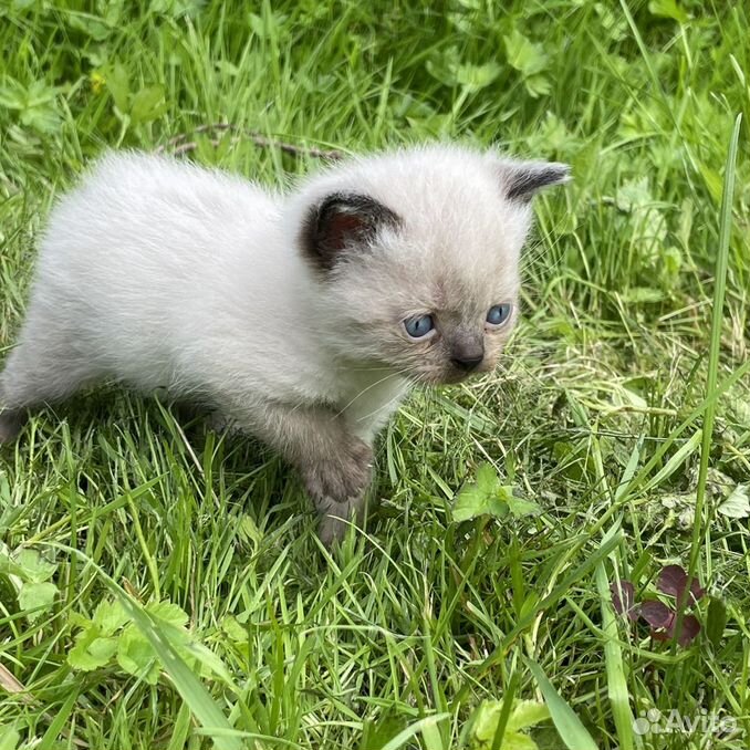 Бритаснкий котенок сиамского окраса