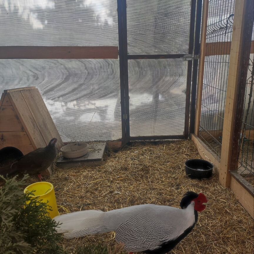 Серебристый фазан пара