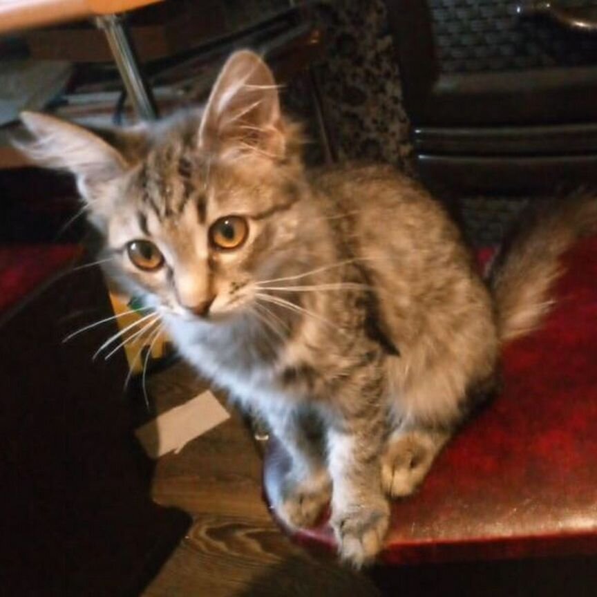 Кошечка 4мес