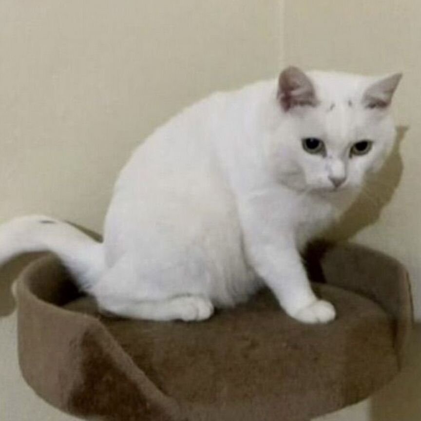 Взрослая, кошка в добрые руки