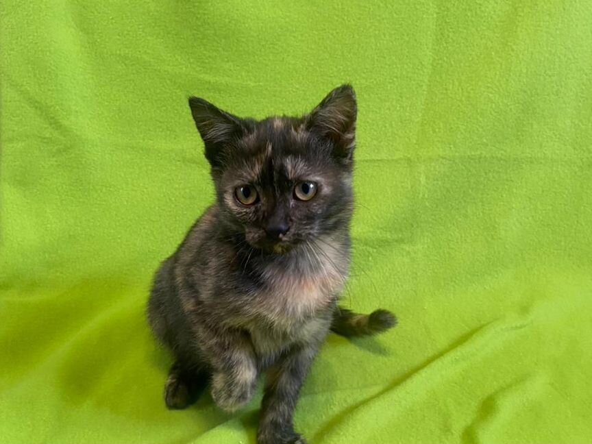 Котенок Бэль в добрые руки 4,5 мес
