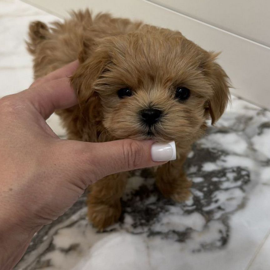 Мальтипу, щенок