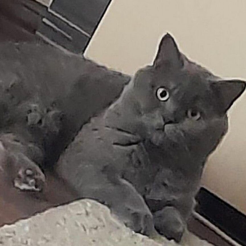 Котик ищет дом