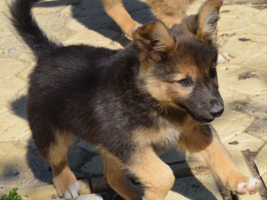 Щенок Девочка метис овчарка