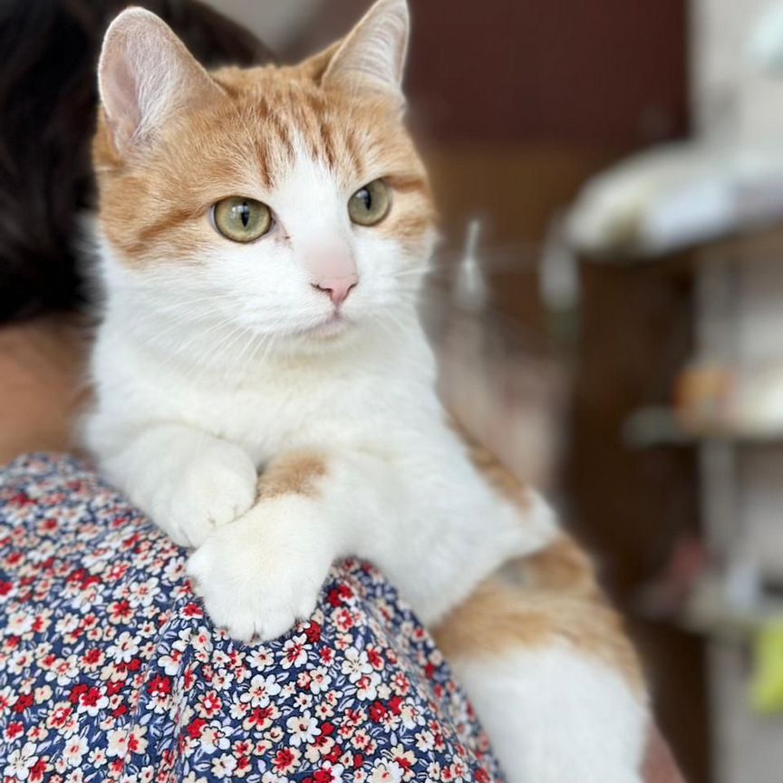 Рыжий котенок