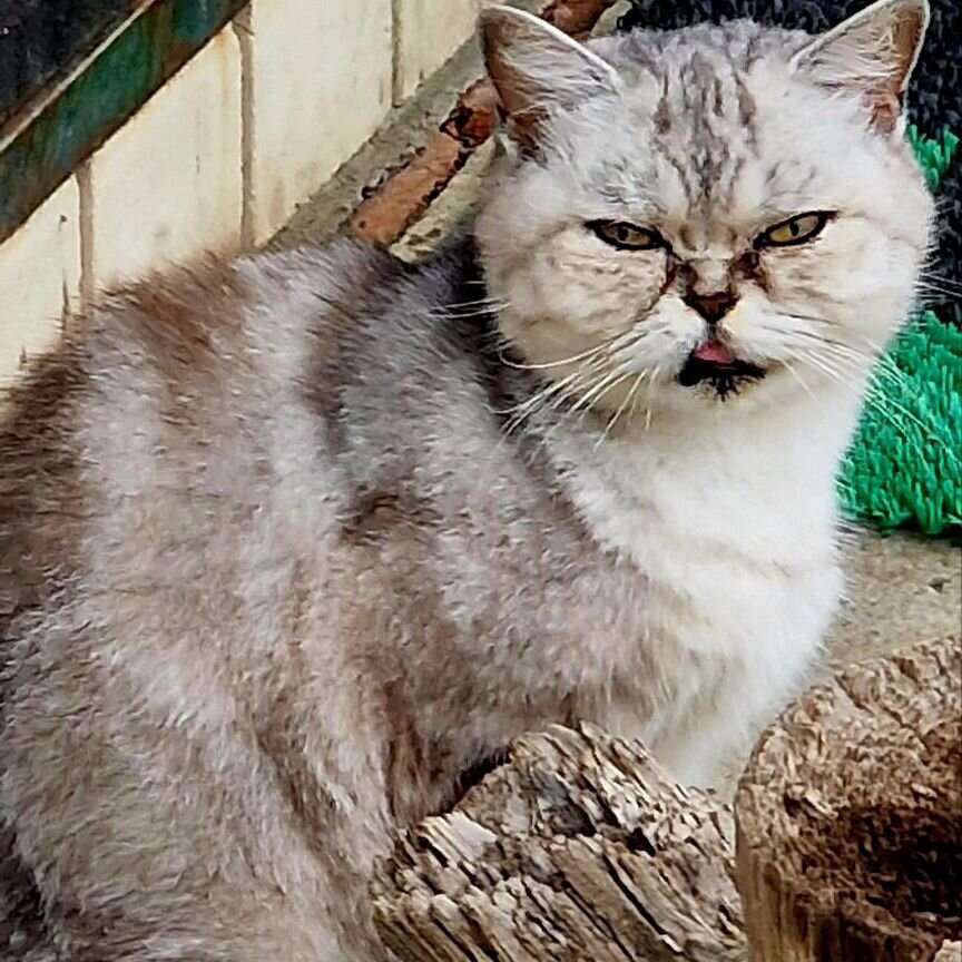 Кошечка