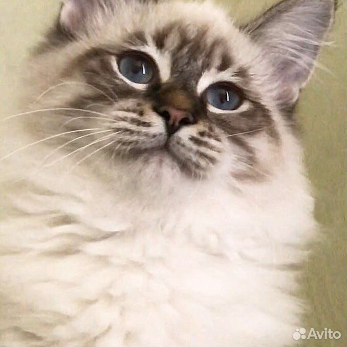 Невская маскарадная шикарный из шикарных котик