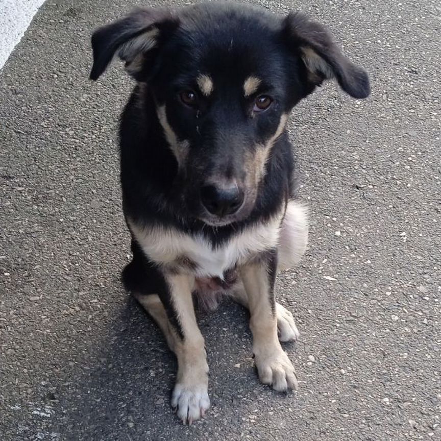 Собака в добрые руки