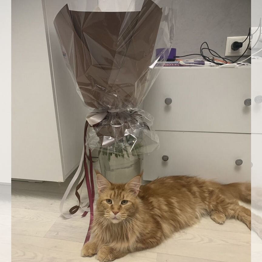 Мейн-кун, взрослая кошка