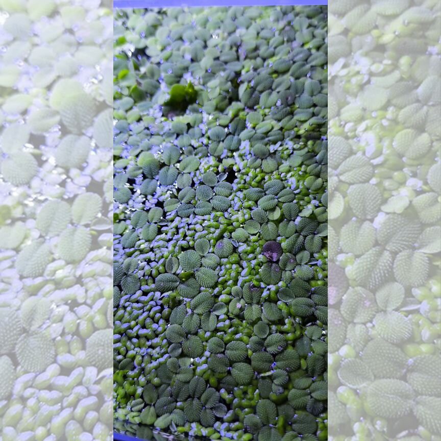 Сальвиния и ряска