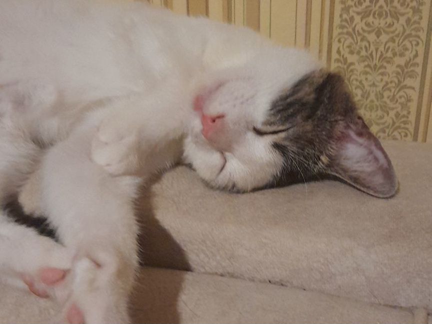 Отдаю бесплатно котенка в добрые руки