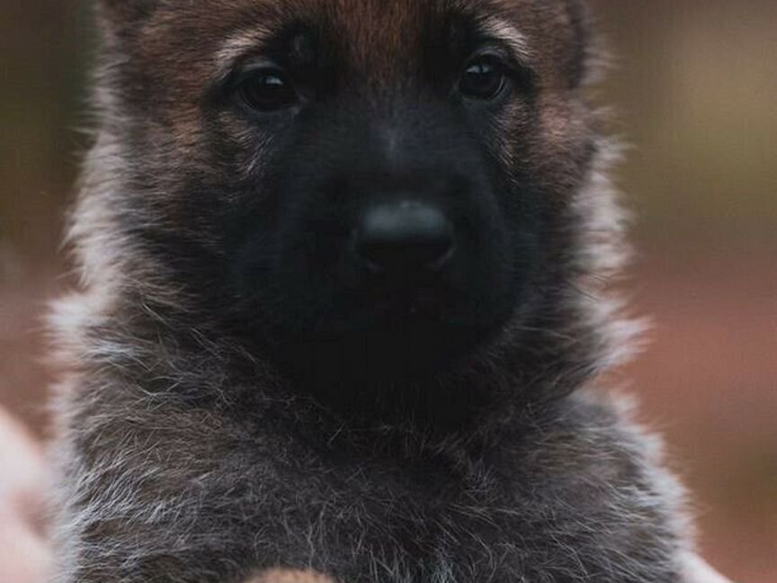 Щенки зонарных немецкой овчарки