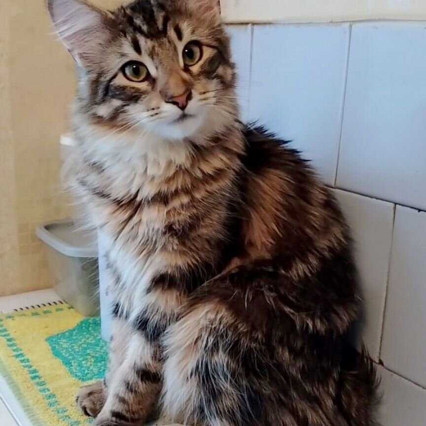 Коты породы Карельский бобтейл