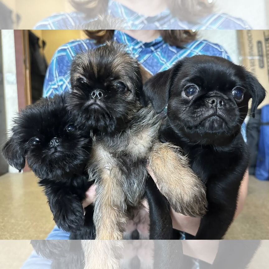 Брюссельский гриффон, щенок