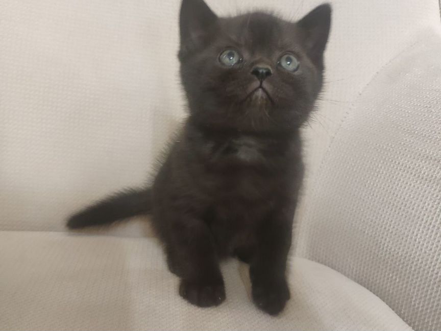 Котята породистые