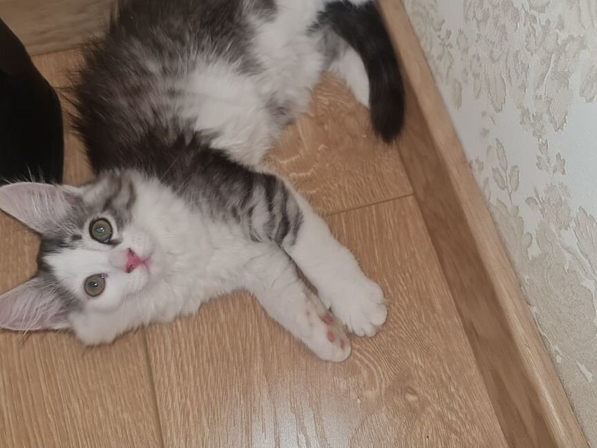 Котёнок