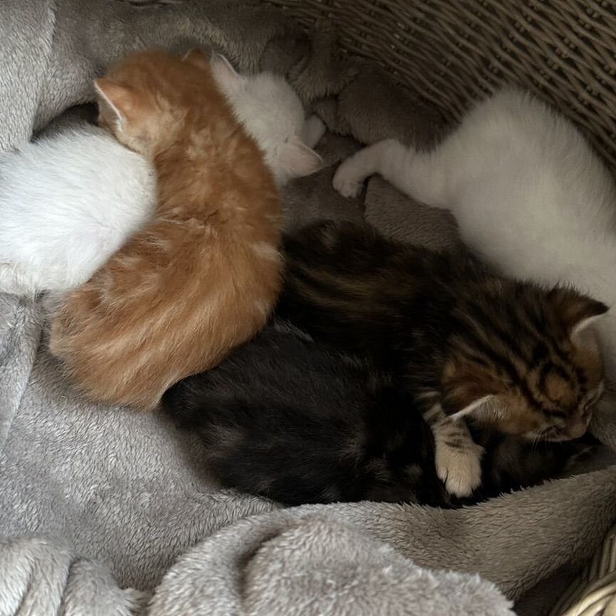 Котята курильский бобтейл, курбоб, курилята