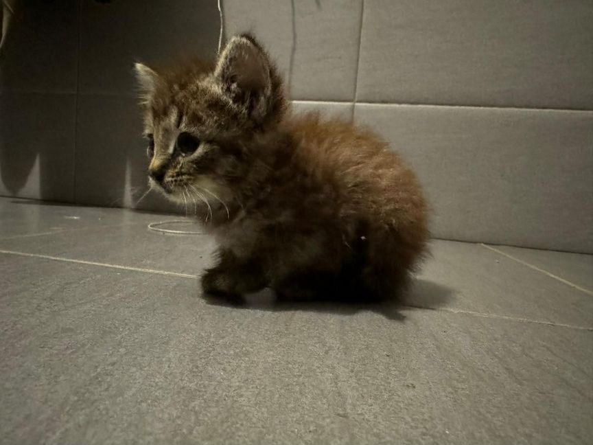 Пушистый котенок девочка в добрые руки