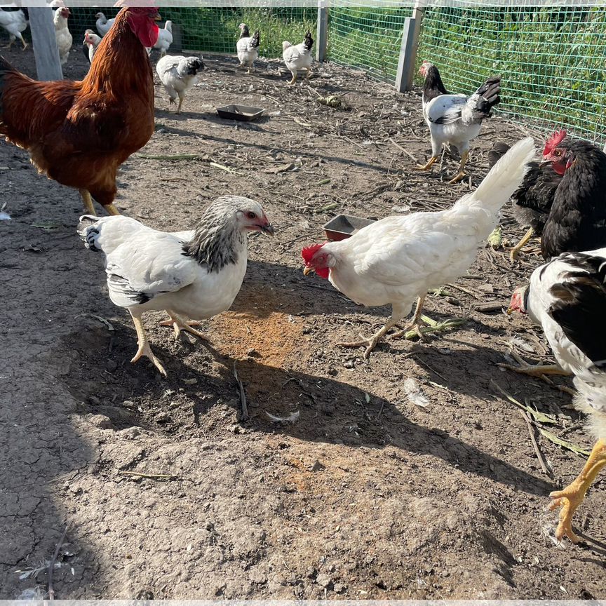 Продам молодых кур мясояичных