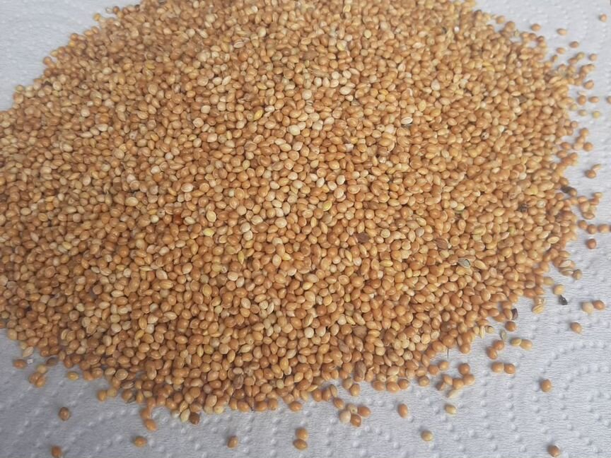 Лакомство для попугая (овёс, сафлор, могар и др.)