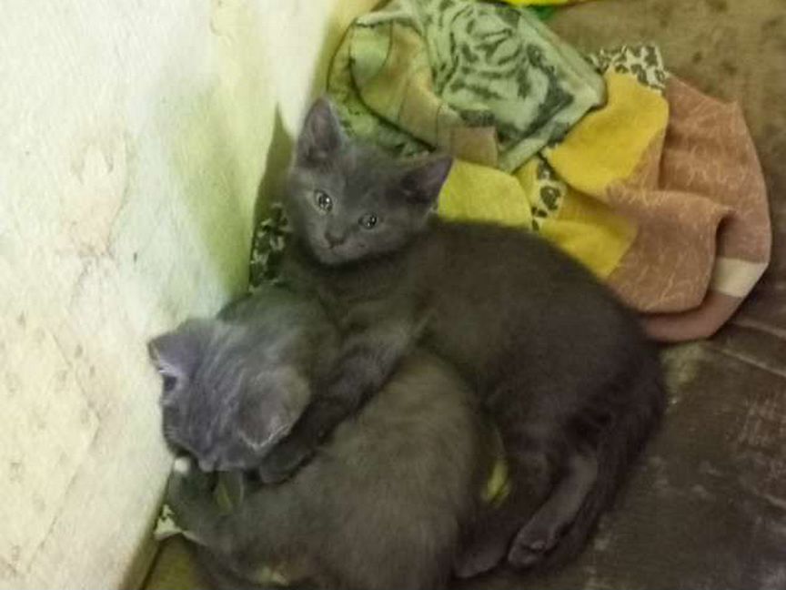 Серые котята красивые отдам