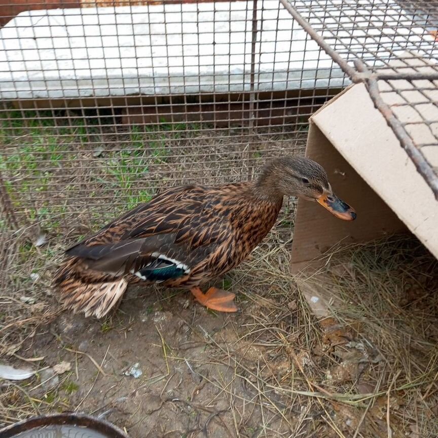 Подсадные утки