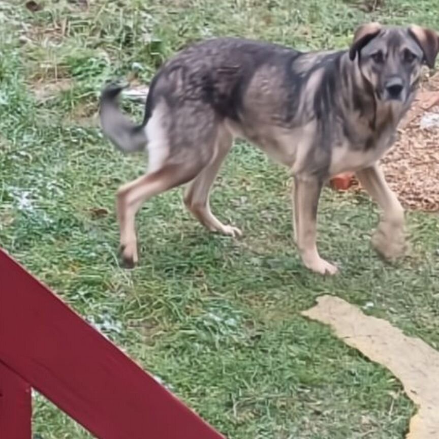 Взрослая собака в добрые руки