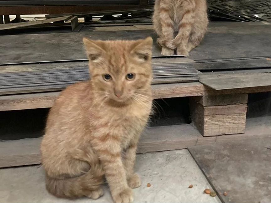 Солнечные котята