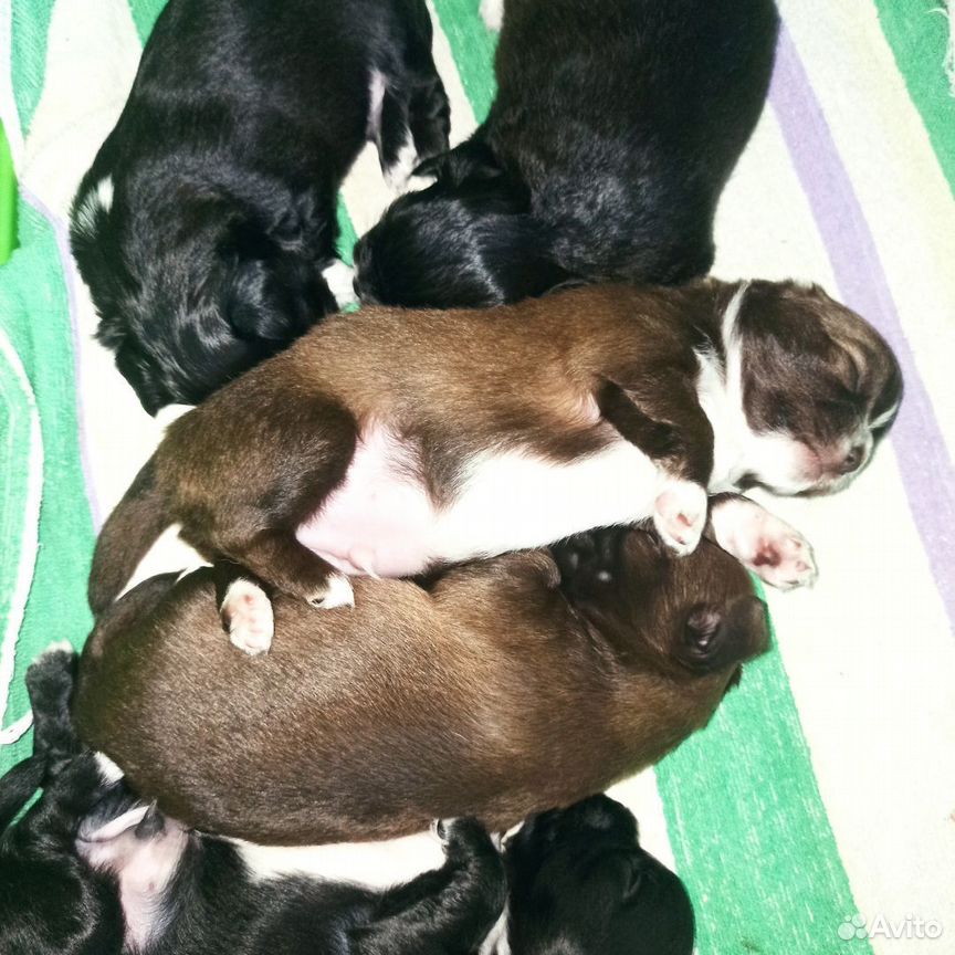 Щенки чихуахуа длинношерстные стандарт