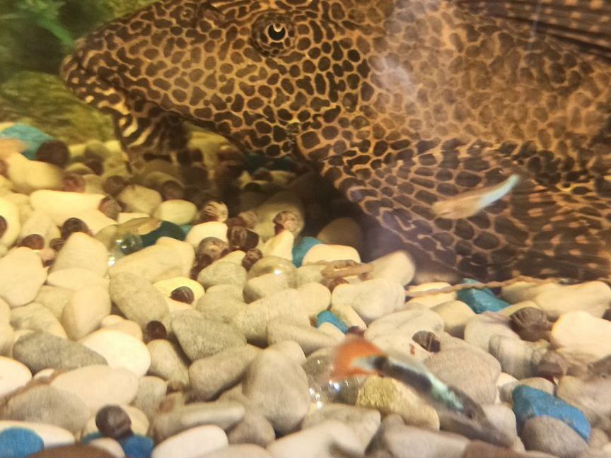 Парчовый сом