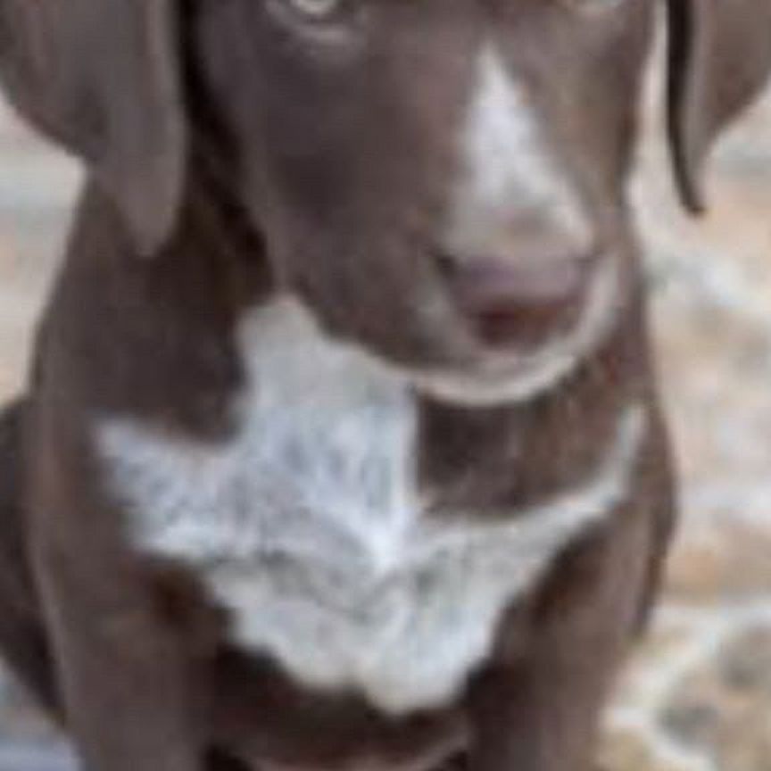 Щенок очень ищет дом