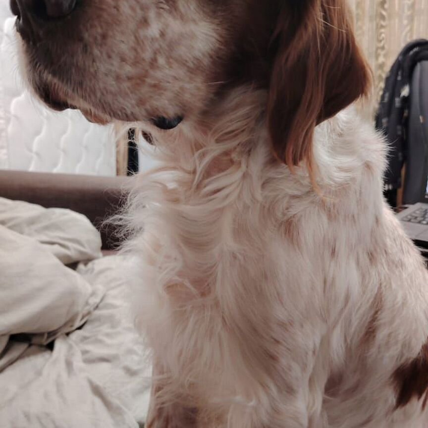 Отдам породистую собаку в добрые руки