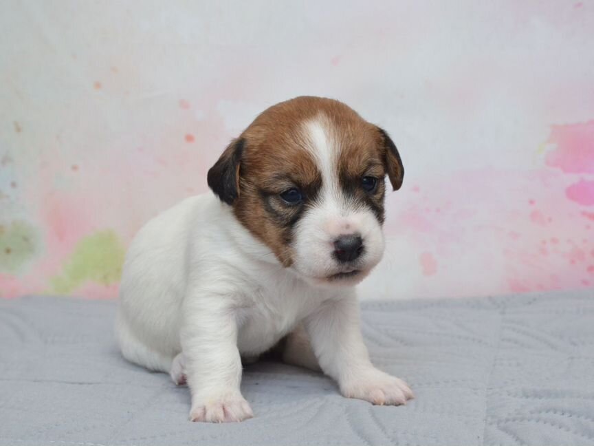 Щенки джек Рассел терьер гладкошерстные