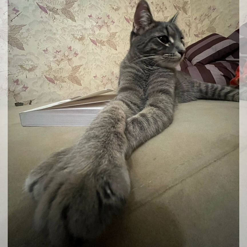 Взрослая, кошка в добрые руки