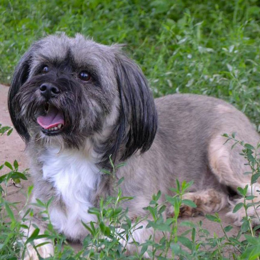 Ши-тцу Соня ищет дом