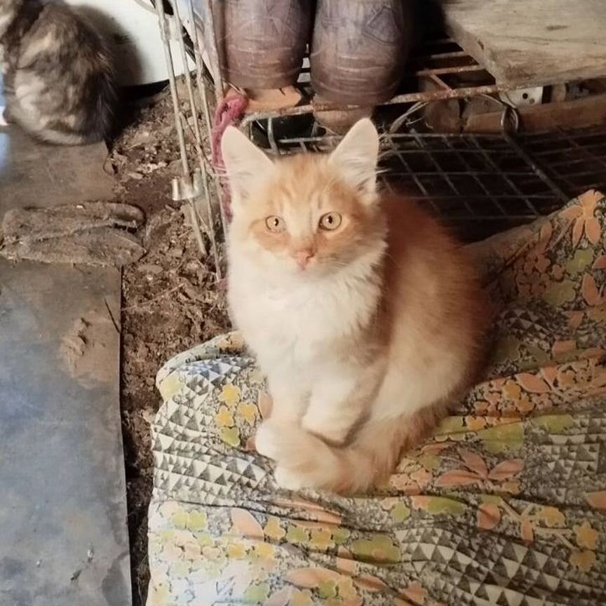 Милый Мишка, 3 мес