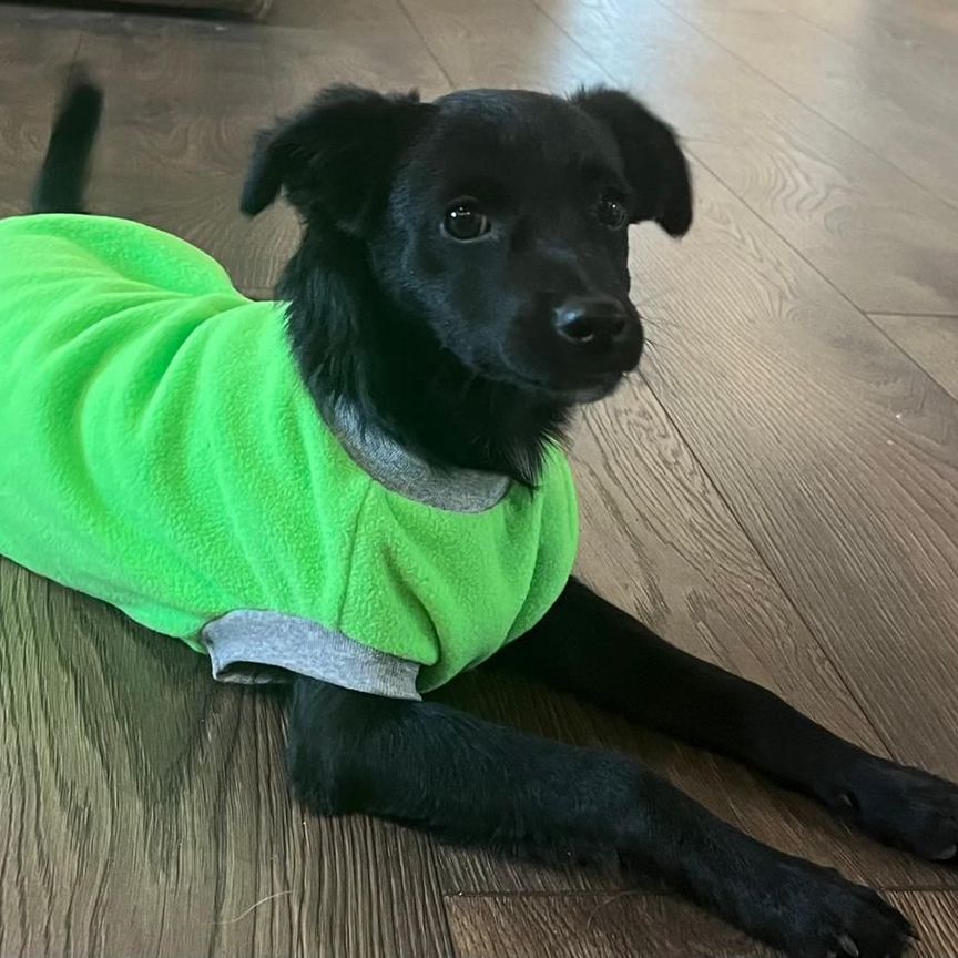 Щенок в добрые руки бесплатно маленькая порода