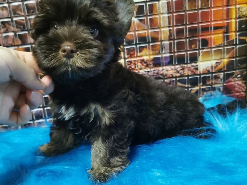 Шоколадный Йорк Красавчик в Шоколаде