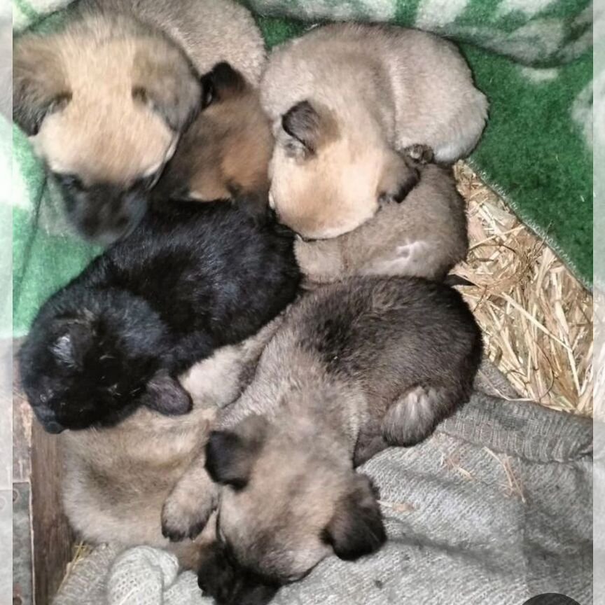 Щенок в добрые руки