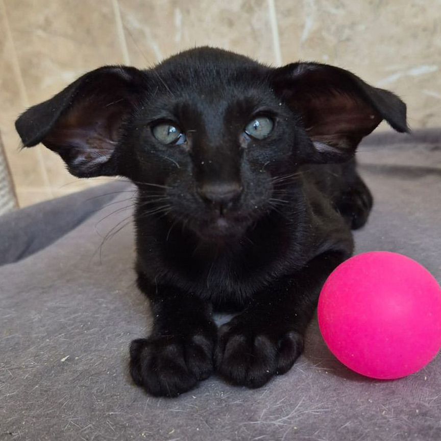 Ориентальный котёнок