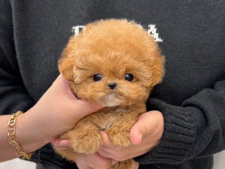 Мальтипу Тикап из Кореи