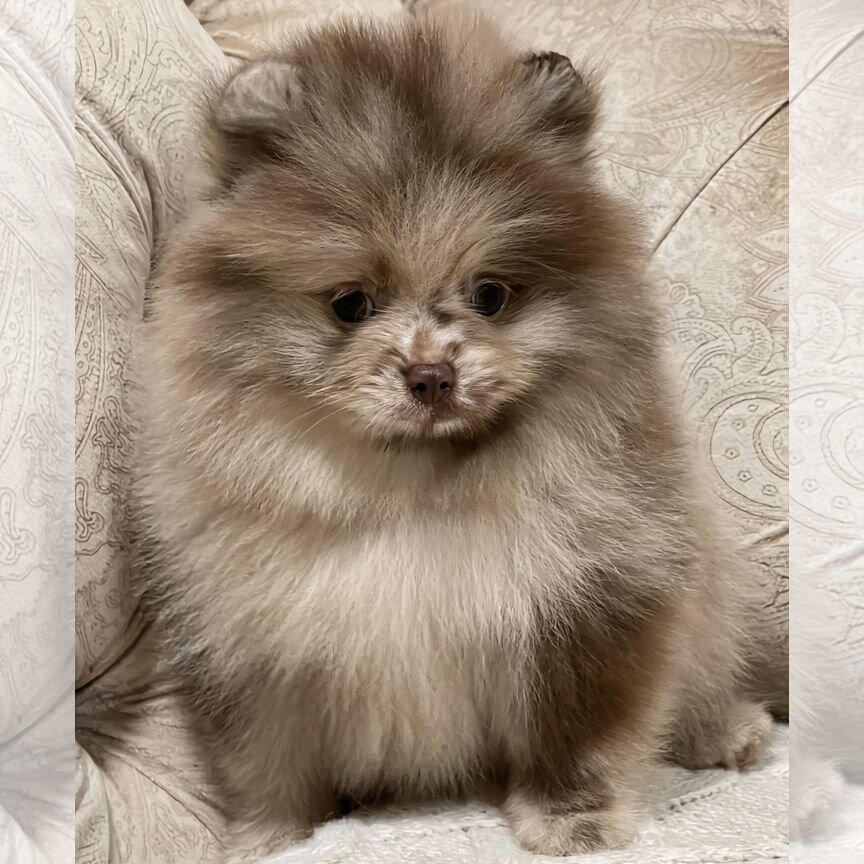 Померанский шпиц, щенок